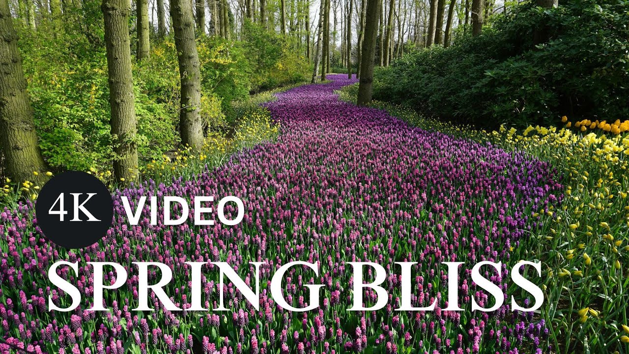 🌸 Relaxing Spring Guitar Music – Soothing Acoustic Melodies in 4K - YouTube
