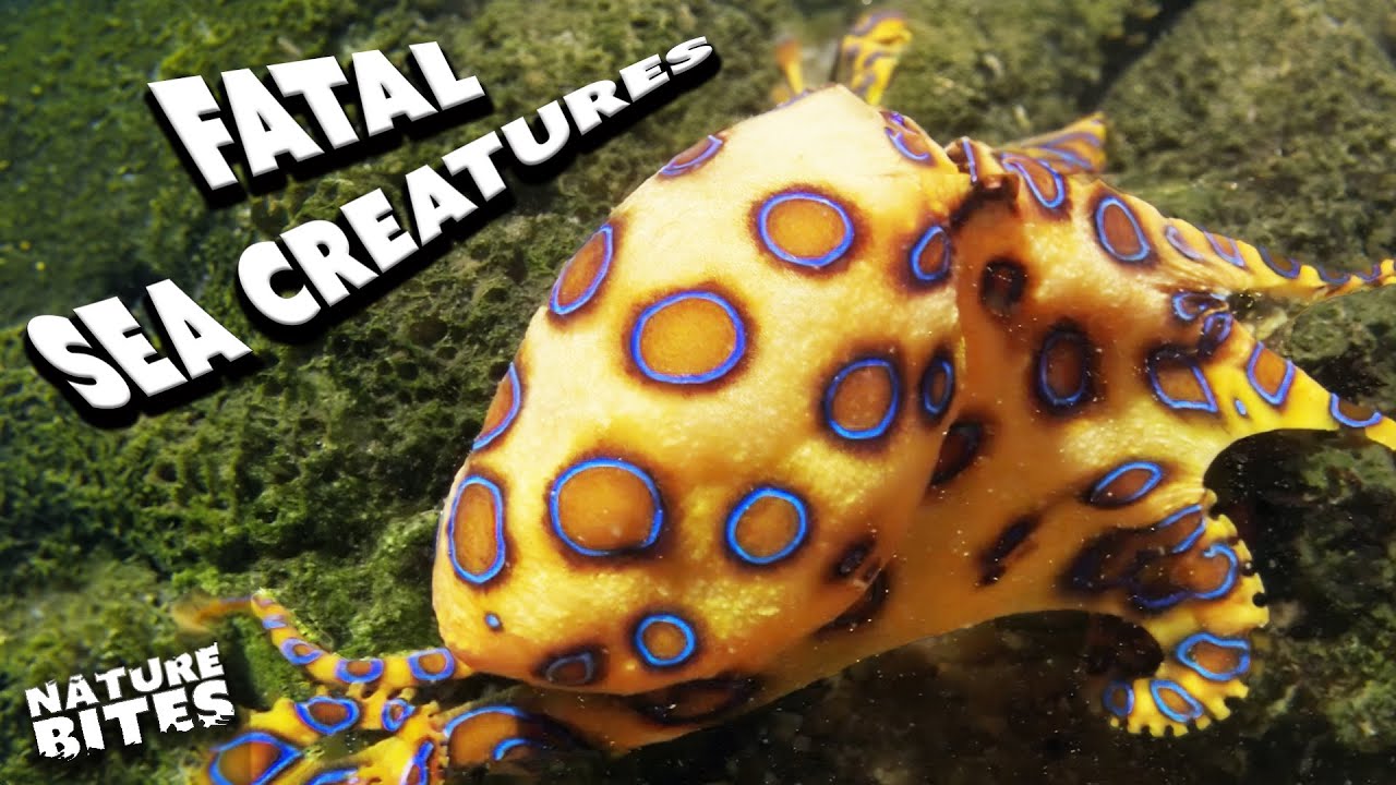 Rare Underwater Killers… | World's Worst Venom | Nature Bites - YouTube