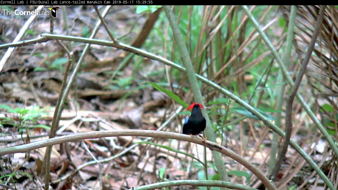 Excellent Display and Dancing at Lance-tailed Manakin Cam | Cornell Lab ...