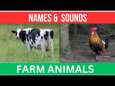 Farm Animals Names and Sounds for Kids to Learn | Learning Farm Animal ...