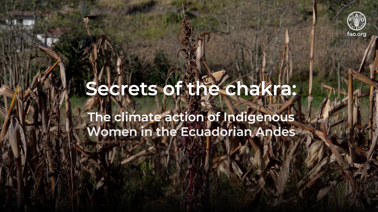 Secrets of the Andean chakras: the climate action of Indigenous Women ...