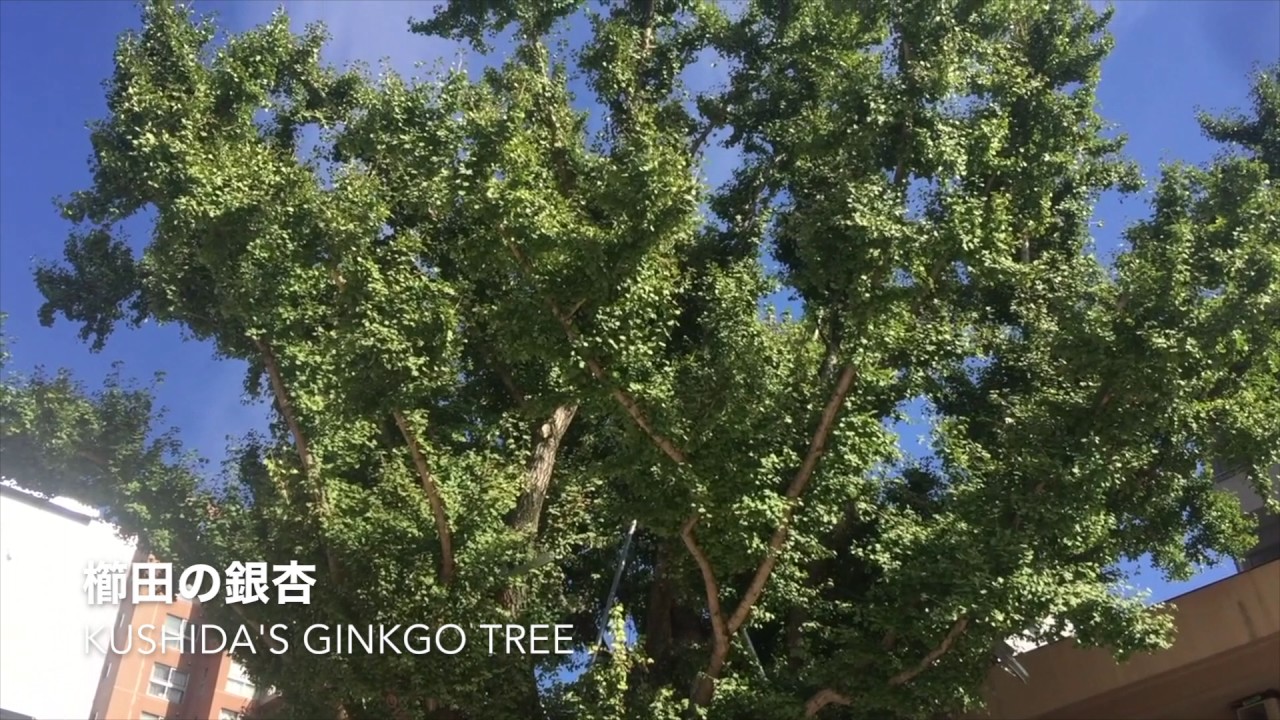 Kushida Shrine's 1,000 Year Old Ginkgo Tree (櫛田の銀杏) - YouTube