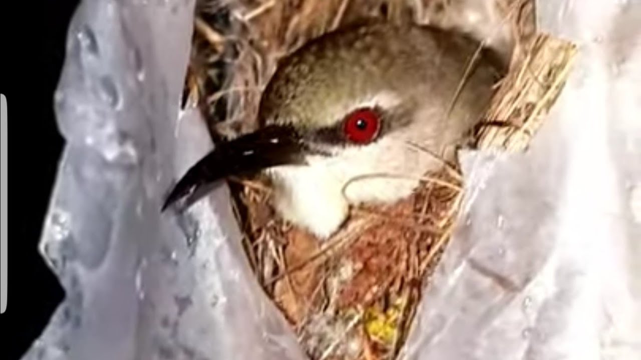 Heart Touching Video of a Bird👍 - YouTube