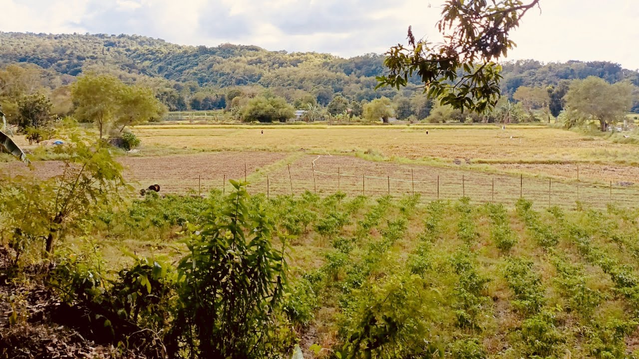 V#123 4.4 HECTARES,RICE FARM AND VEGETABLES FARM,BALAOAN L.U.@mr ...