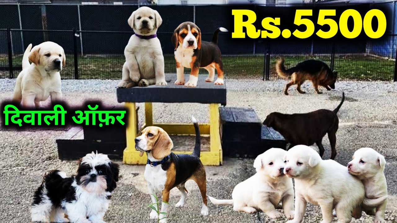 4 Dogs breed Rs.5500 Starting price | दिवाली ऑफर | Shih tzu | Labrador ...