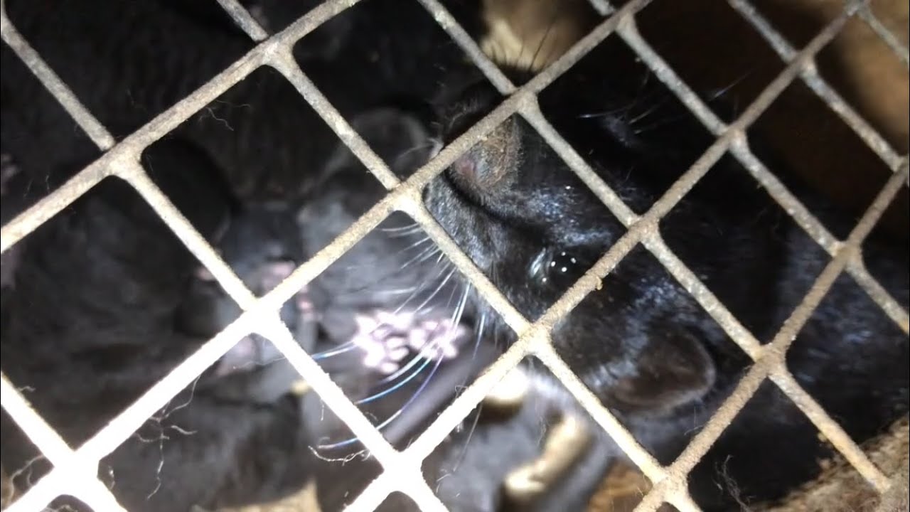 Springbrook Fur Farm Exposed - YouTube