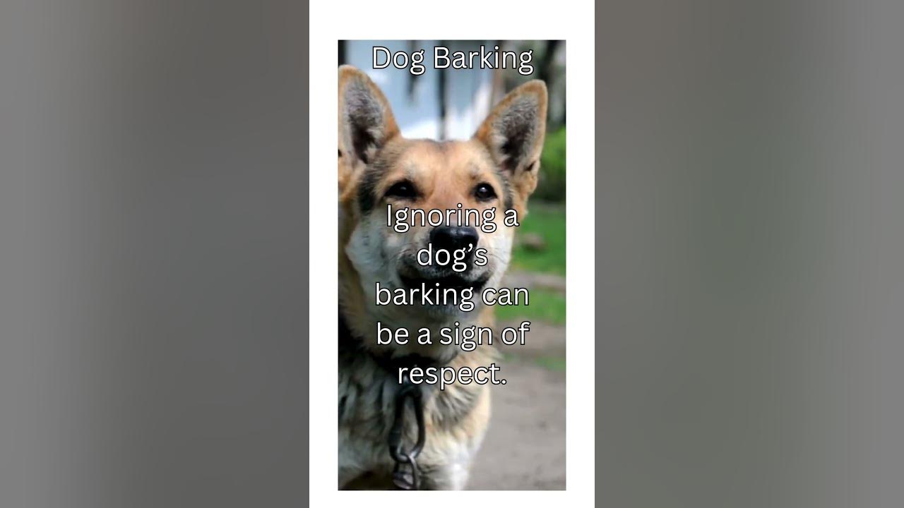 Ignoring a dogs barking - YouTube