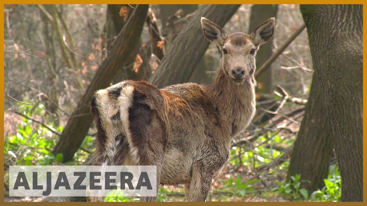 🇮🇳 Kashmiri royal stags on the verge of extinction | Al Jazeera English ...
