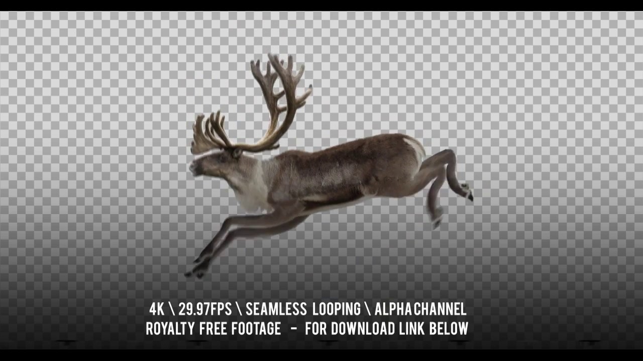 Reindeer Caribou jumping. Male, female and harnessed. Isolated cyclic ...
