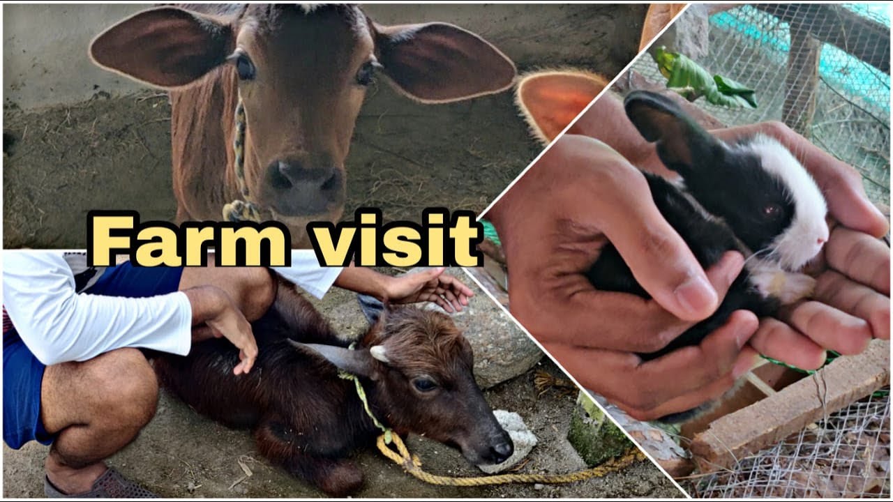 Aaro Farm visit - YouTube