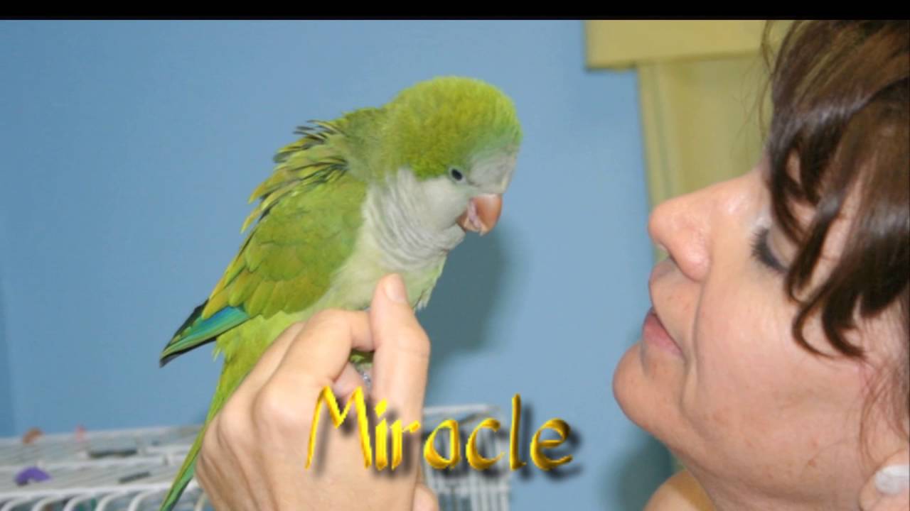 My Life With Quaker Parrots - YouTube