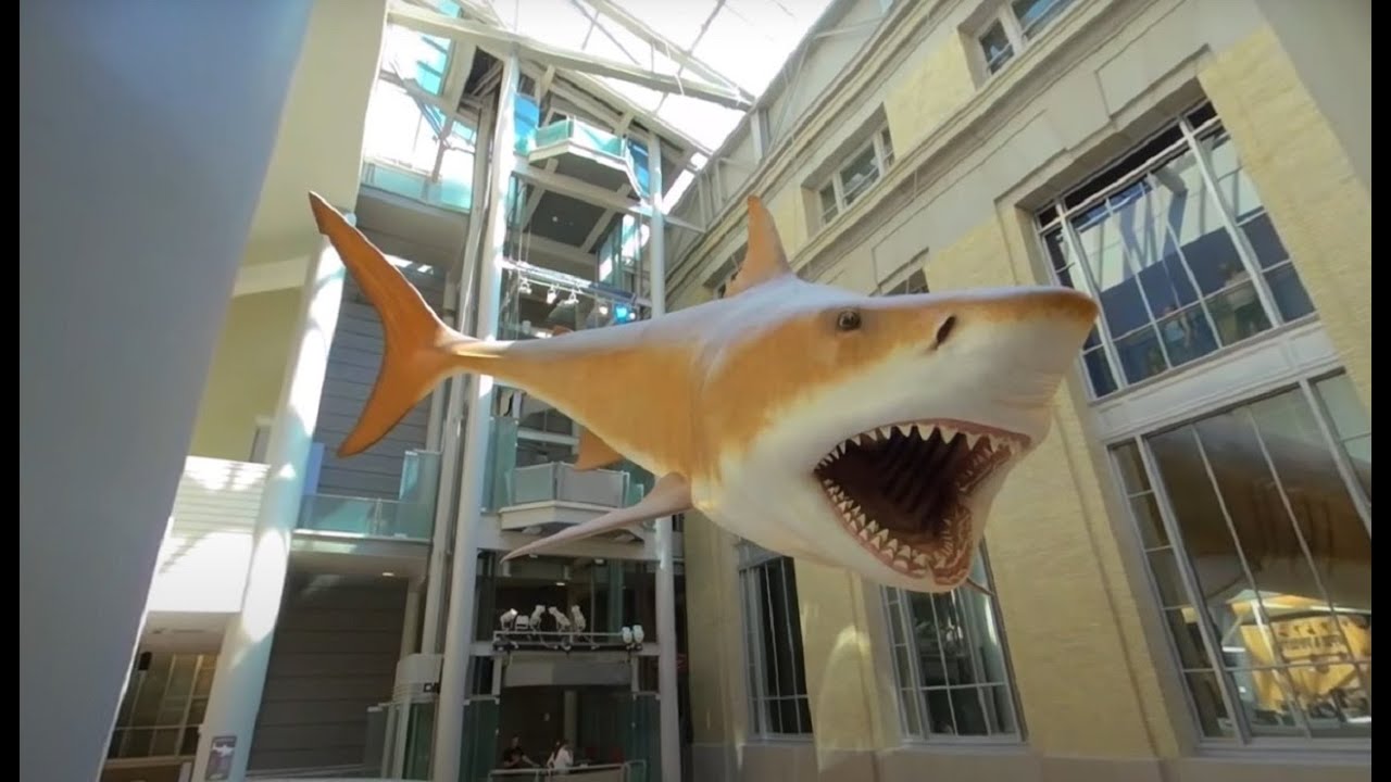 Carnegie Natural History Museum Prehistoric Fish