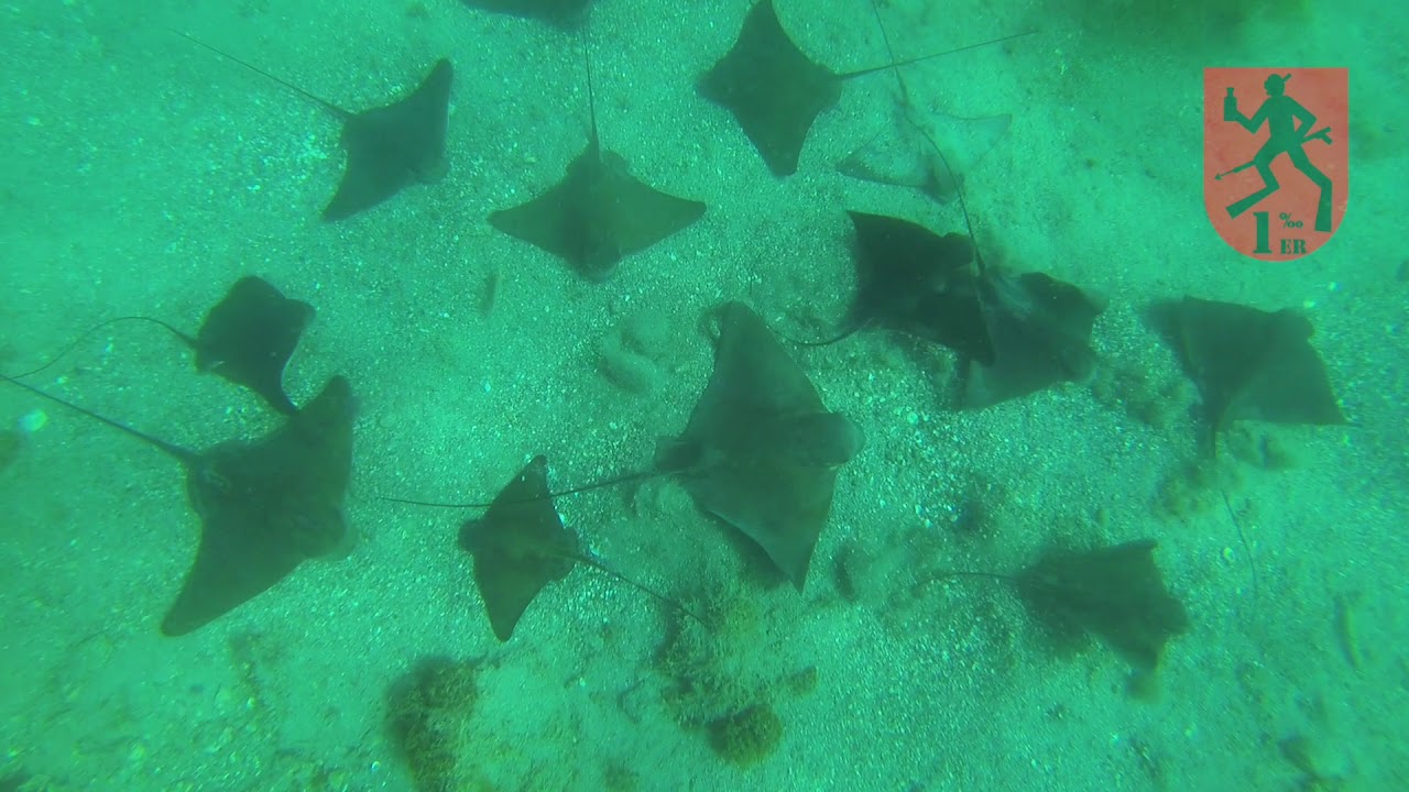 403 Bat Rays in Catalina Island - Found the Bats' Lair - YouTube