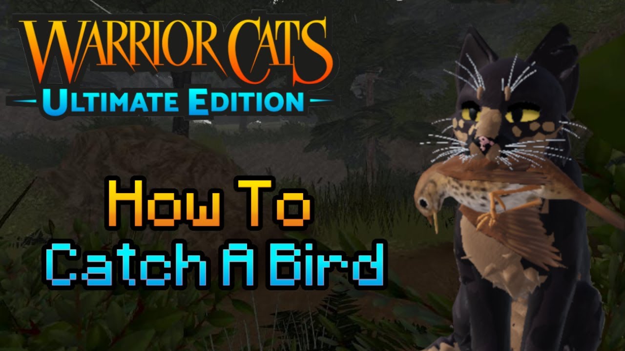 WCUE: How To Catch A Bird - YouTube
