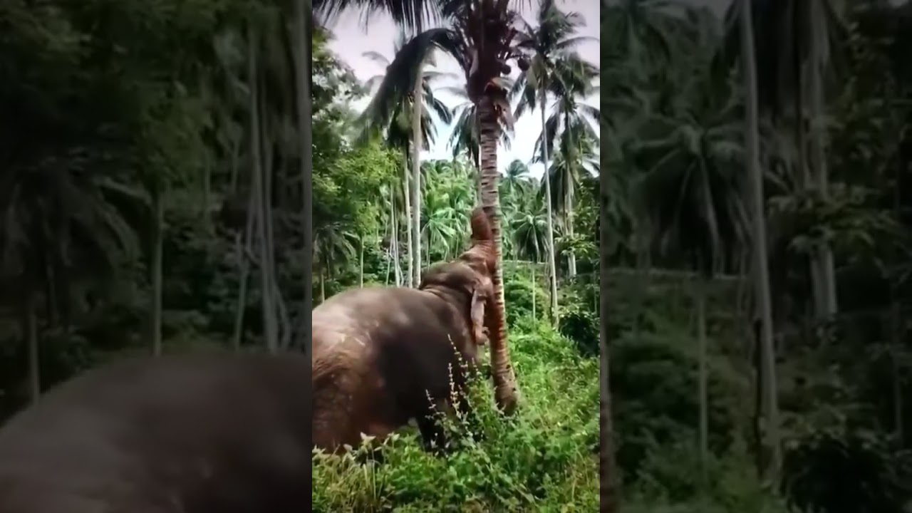 elephant power - YouTube