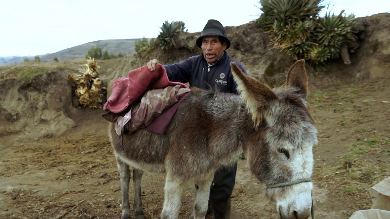 Baltazar Ushca el último hielero de Ecuador encilla sus burros - YouTube