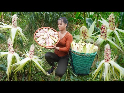 Harvesting Corn Goes to countryside market sell, OFF GRID FARM || Phương - Free Bushcraft
