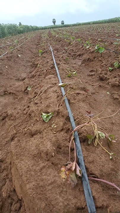 #java_potato 8days #famer #nature #plantingpotatoes #khmeragriculture # ...