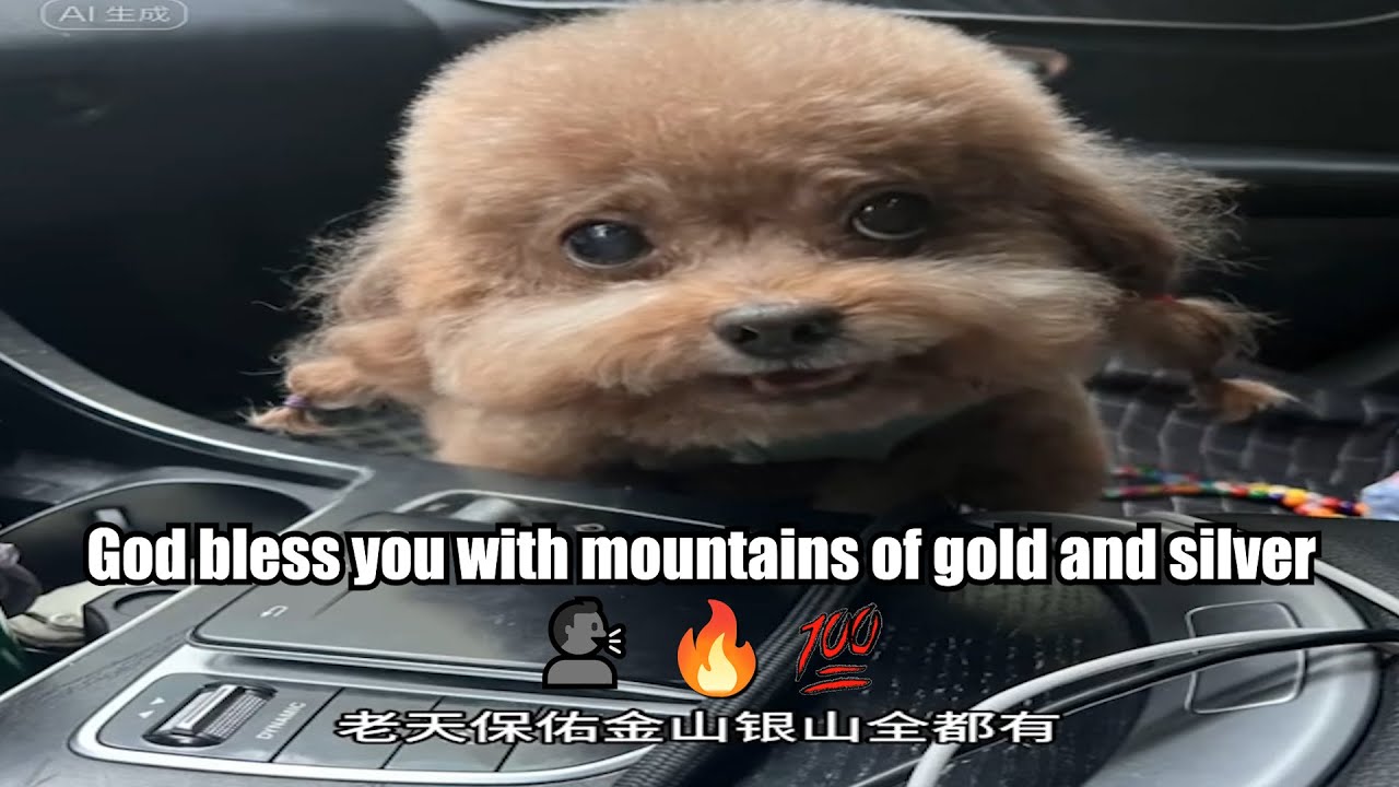 Chinese Rapping Dog 🗣🔥 - YouTube