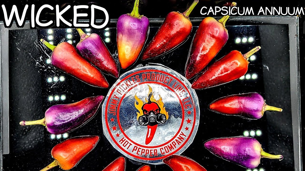 Wicked Pepper Review - YouTube