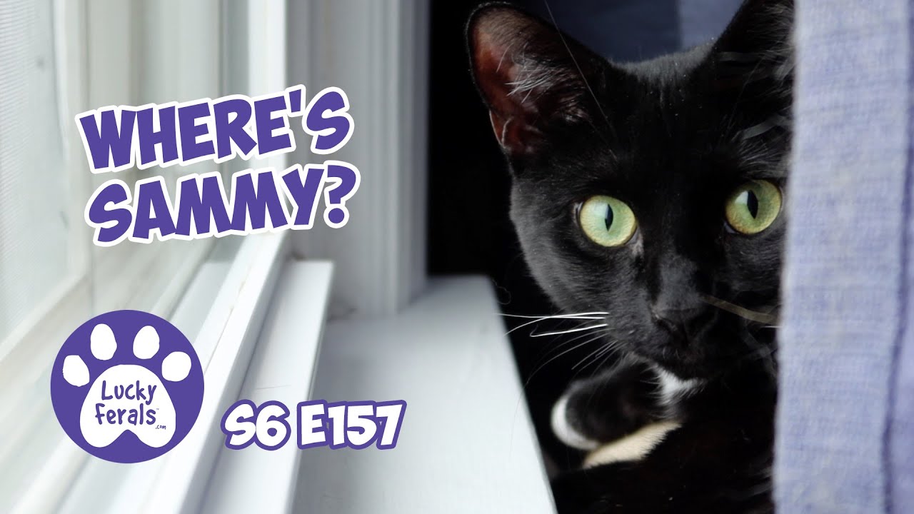 Juggling Cats - S6 E157 - Rescued Cats, Training Cats, Bonded Cats ...