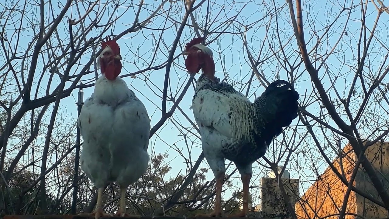 Gallo canto - YouTube