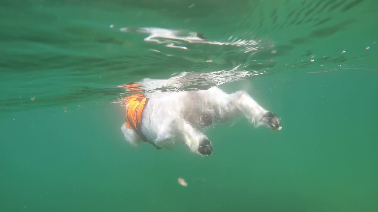 Drakce pliva 2 - YouTube