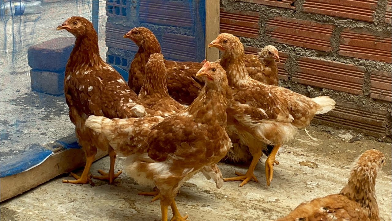 Empieza a ganar dinero criando 10 gallinas ponedoras - YouTube