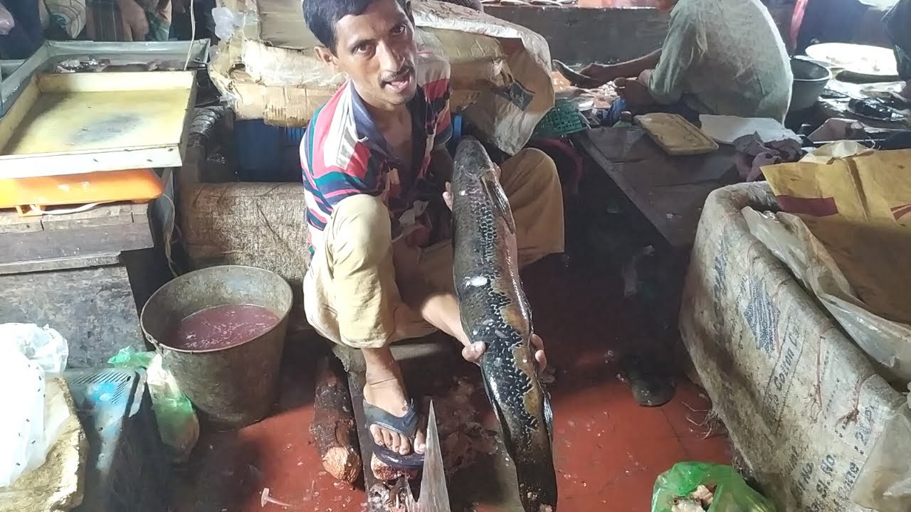 Big Size Gojar Fish | Gojar fish cutting | Gojar Fish Cutting Skills in ...