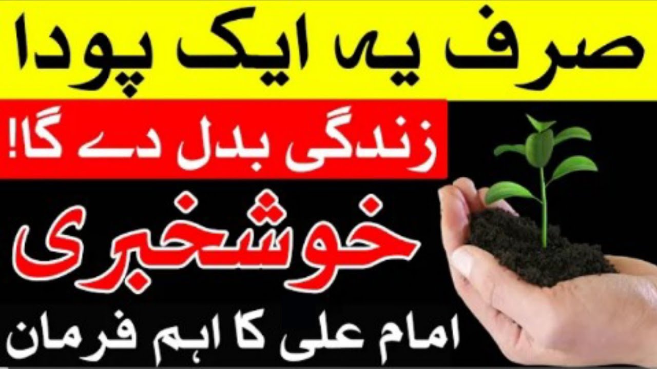 Ye Plant Apki Zindagi Badal Dega | Hazrat Ali (Ra) Ka Eham Farman Urdu ...