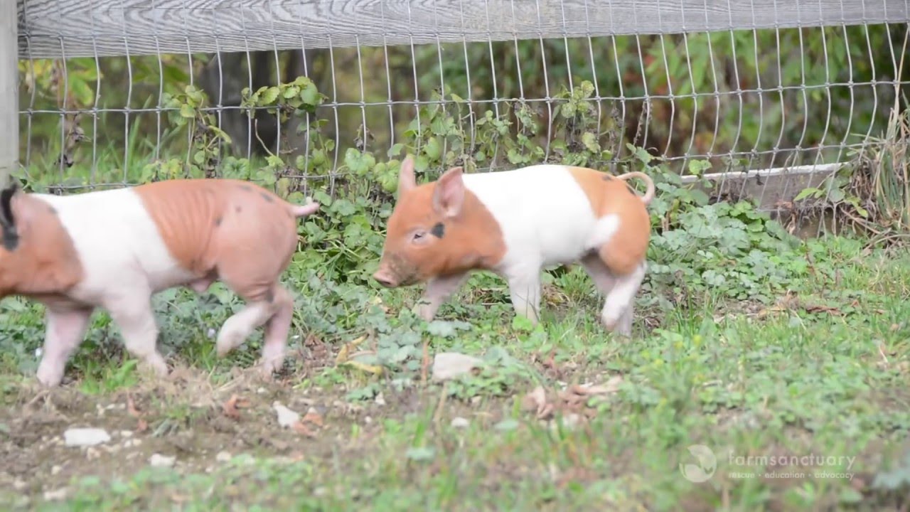 More Than 170 Animals Rescued from Gruesome Scene of Neglect - YouTube