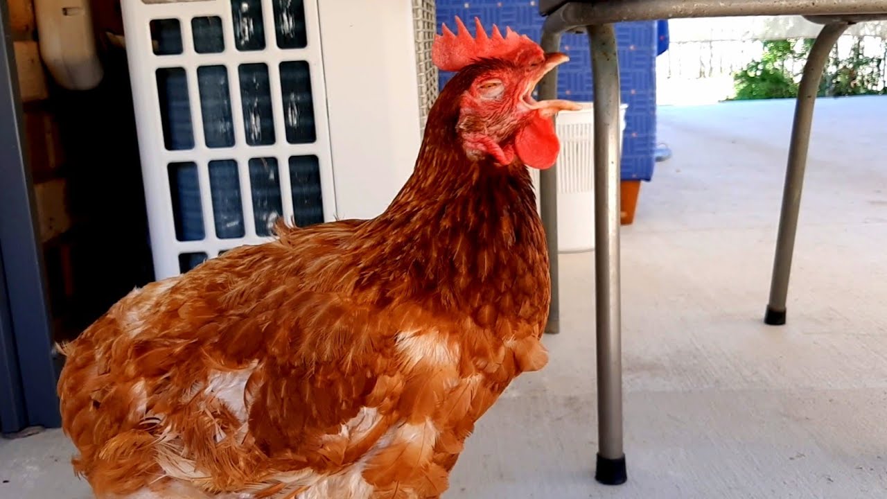 Yes Chickens do yawn | Chicken yawning - YouTube