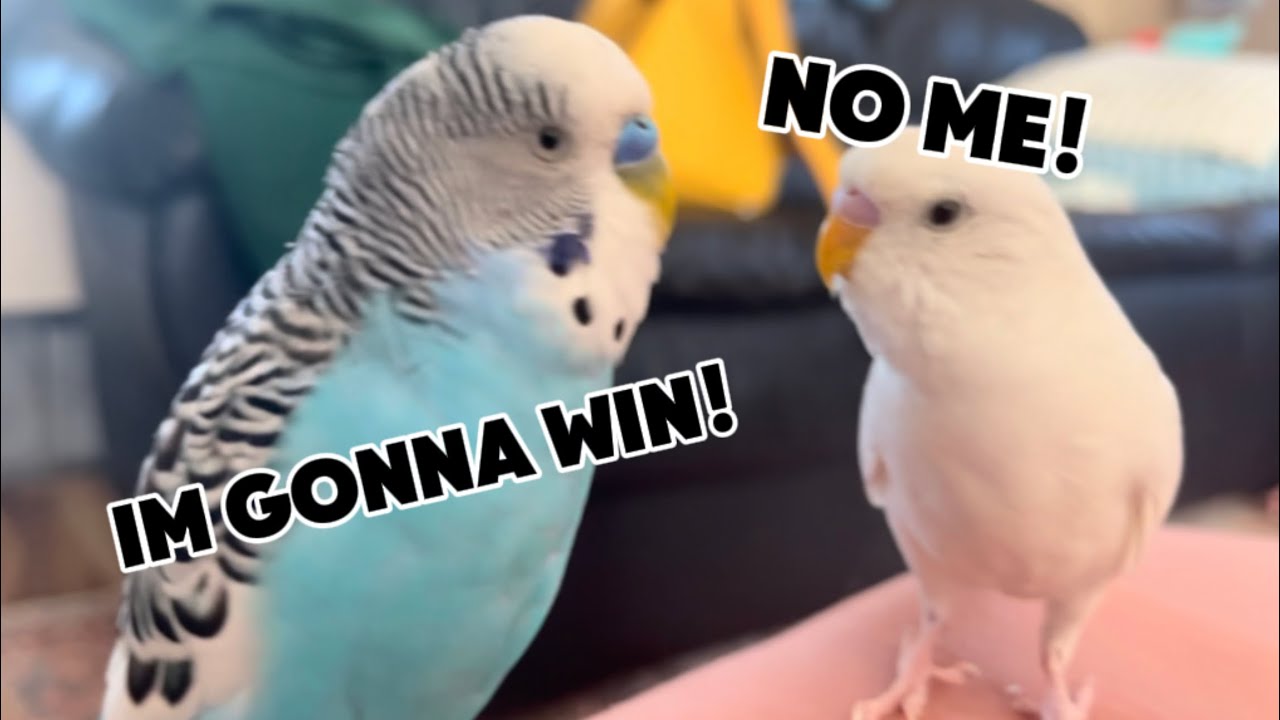 WHICH BIRD WILL WIN THE LAUGHING CONTEST?! (All just for jokes) - YouTube