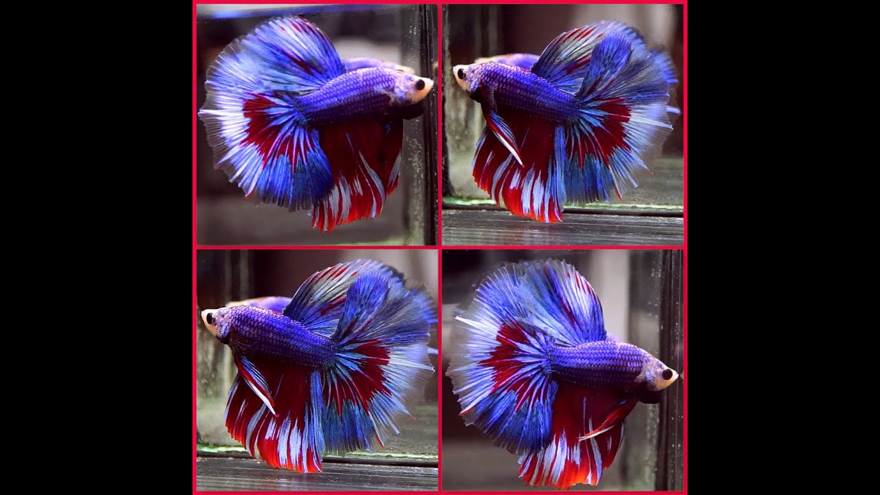 Betta Fish AZURE BLUE RED Halfmoon HM Male T119 - YouTube