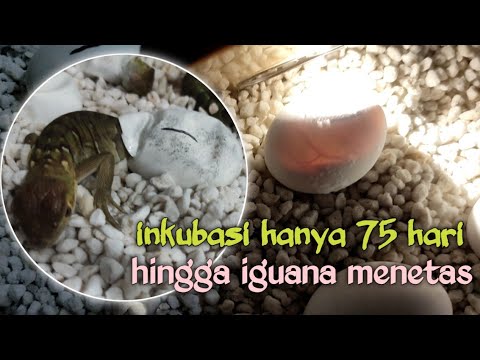 proses inkubasi telur iguana sampai menetas ~ hanya 75 hari - YouTube