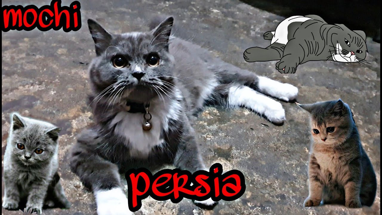 Kucing persia, mochi lagi males karna cuaca hujan - YouTube
