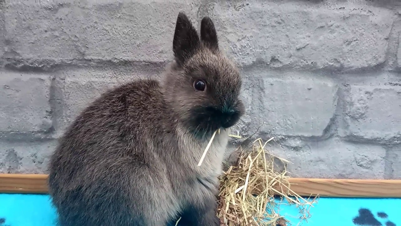Netherland Dwarf Sable buck 7 weeks old - YouTube