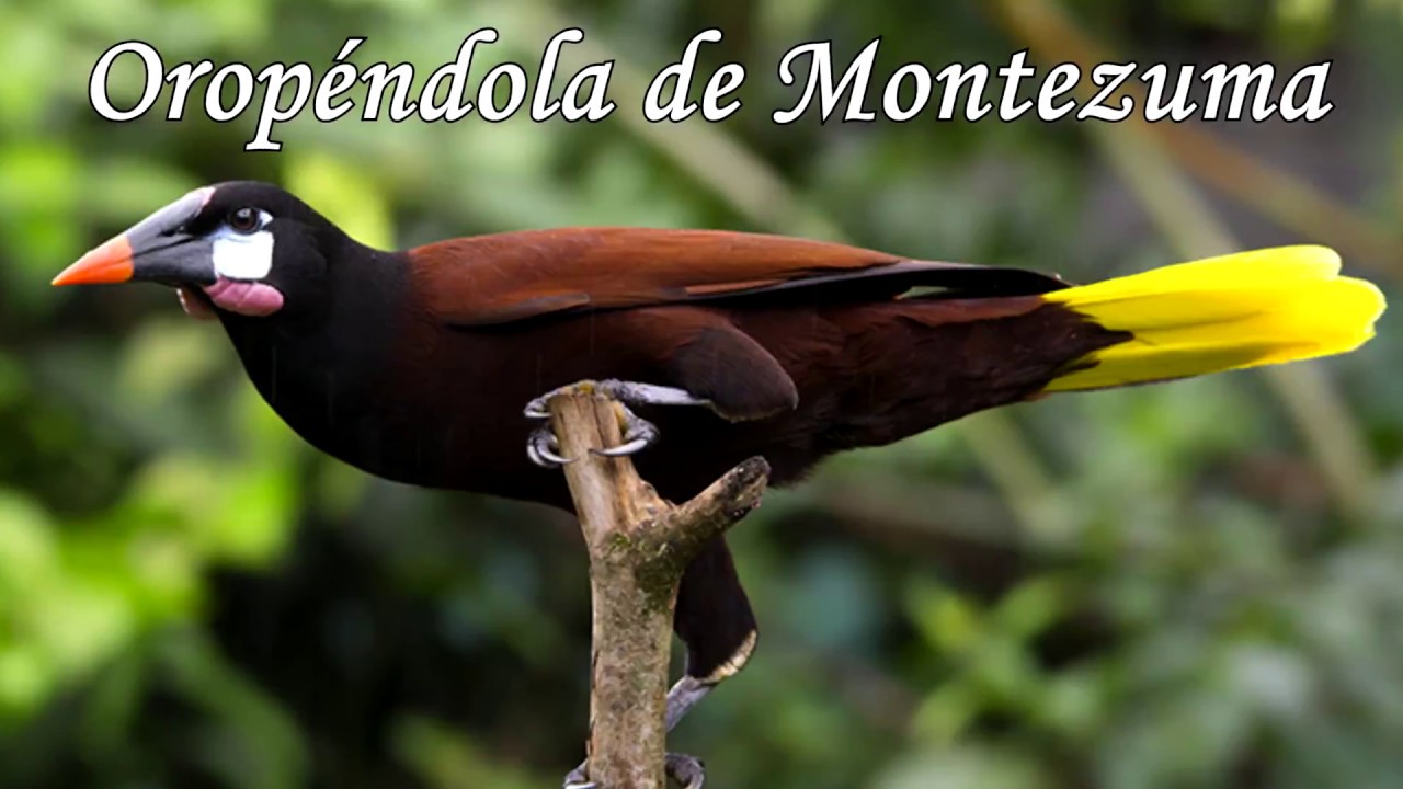 Documental Oropendolas - YouTube