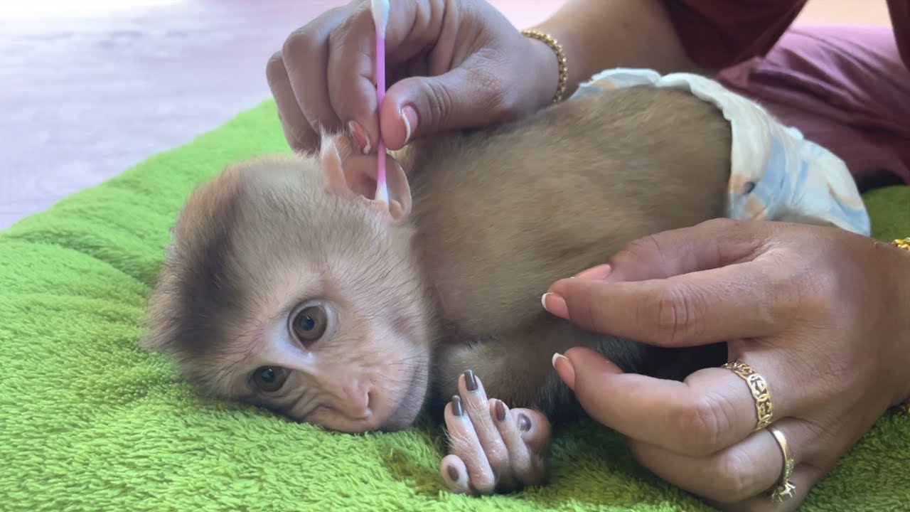 Satisfy Baby Monkey With Ear Wax Clear By Mom - YouTube