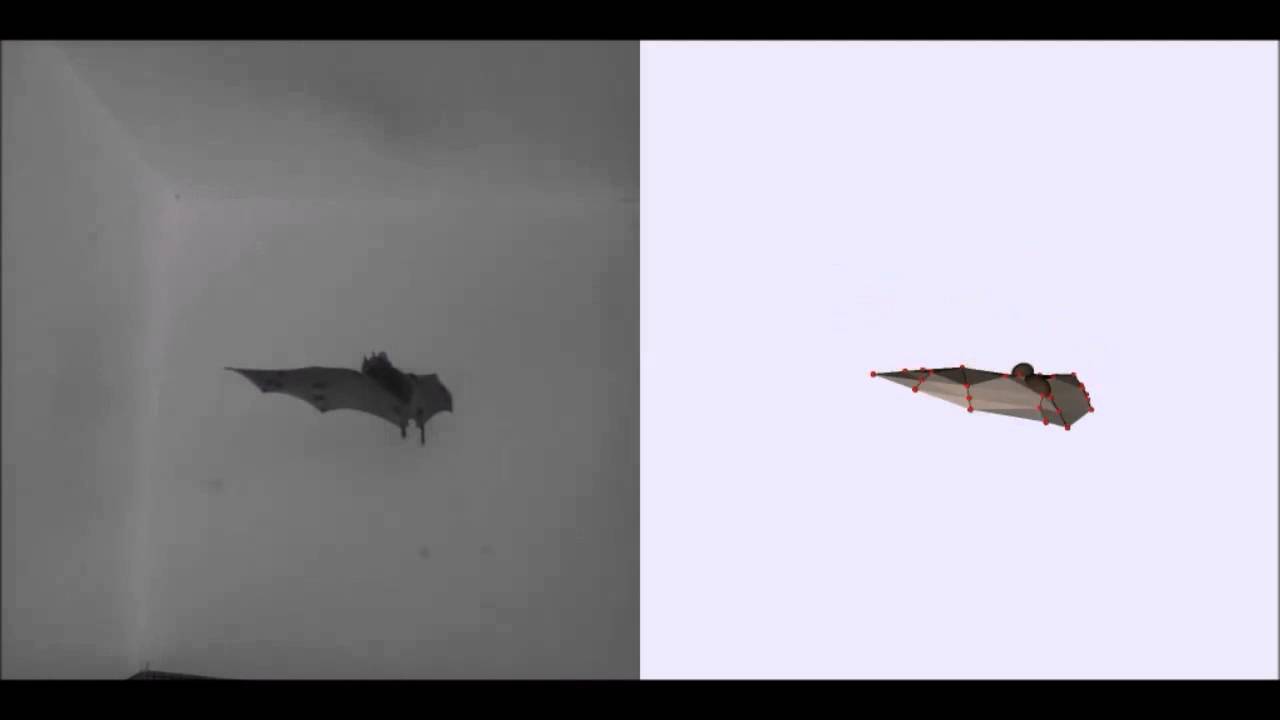 Falling with Style: Bats Perform Complex Aerial Rotations by Adjusting ...