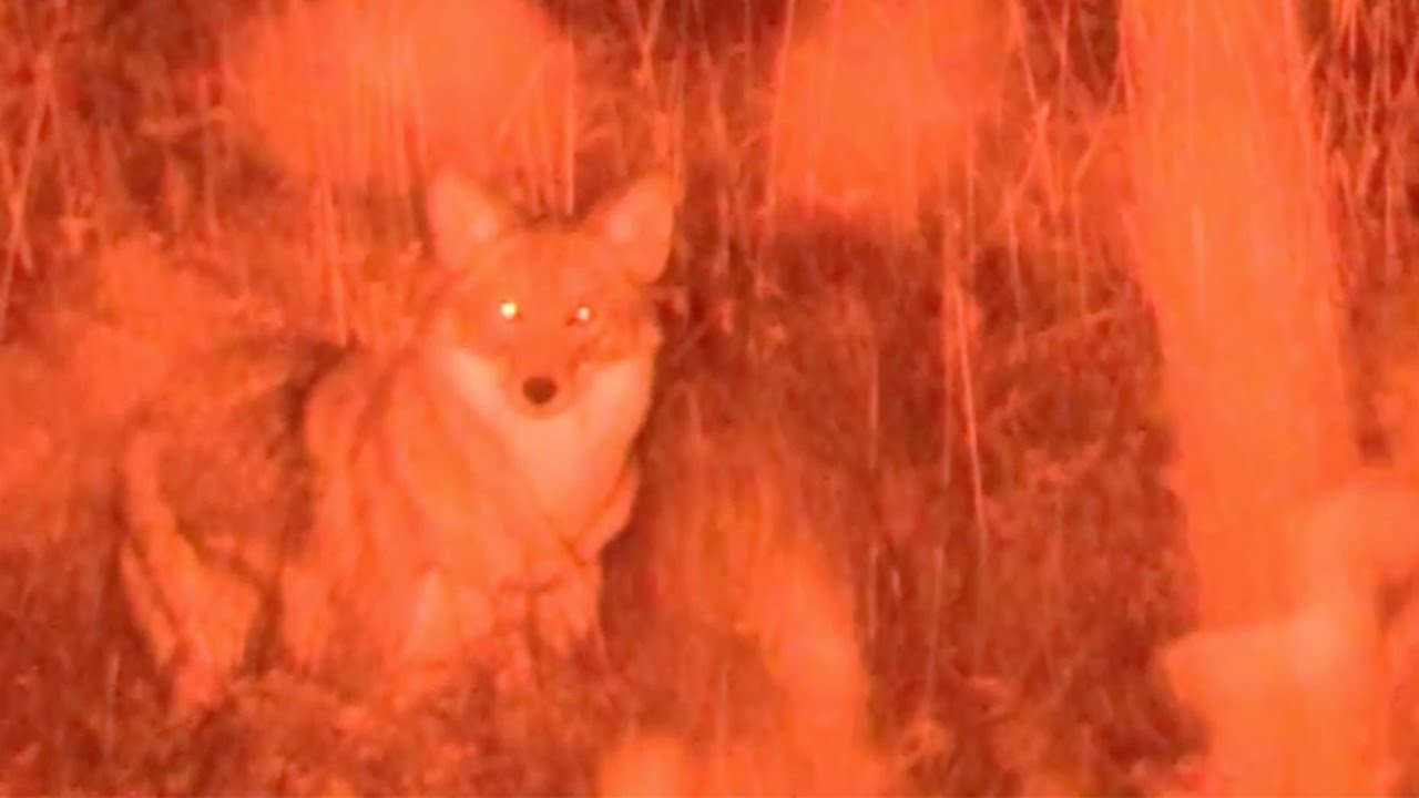 Coyote Hunting Video - Night Coyote Hunt in Wyoming - YouTube