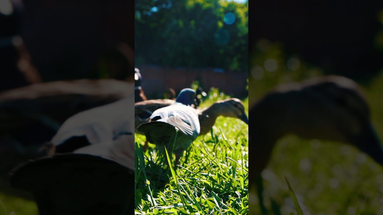 Cute Pigeons 😍🥰 [Nature-ASMR] - YouTube