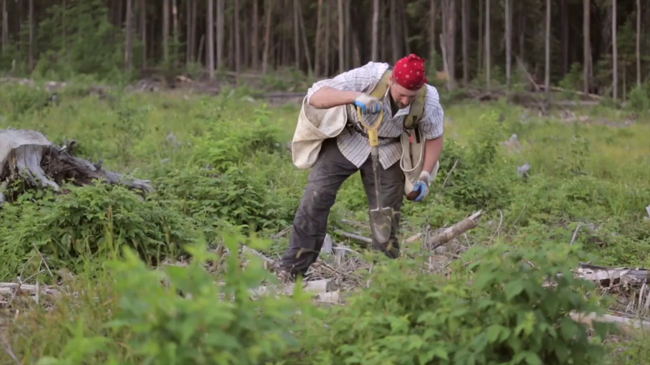 One Tree Planted Reforestation Partner Video 2018 - YouTube