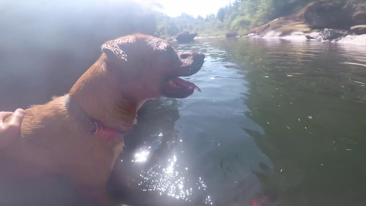 gigging suckers - YouTube