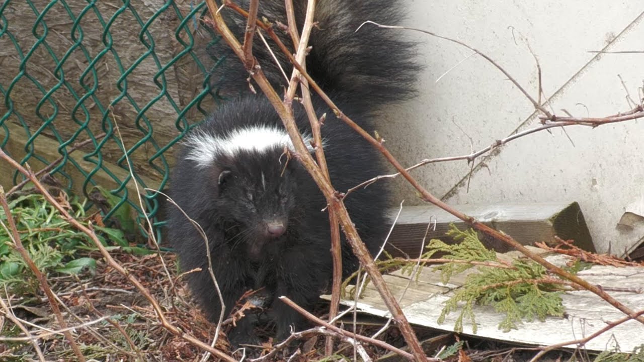 Skunk | Nature's Stink Bomb - YouTube