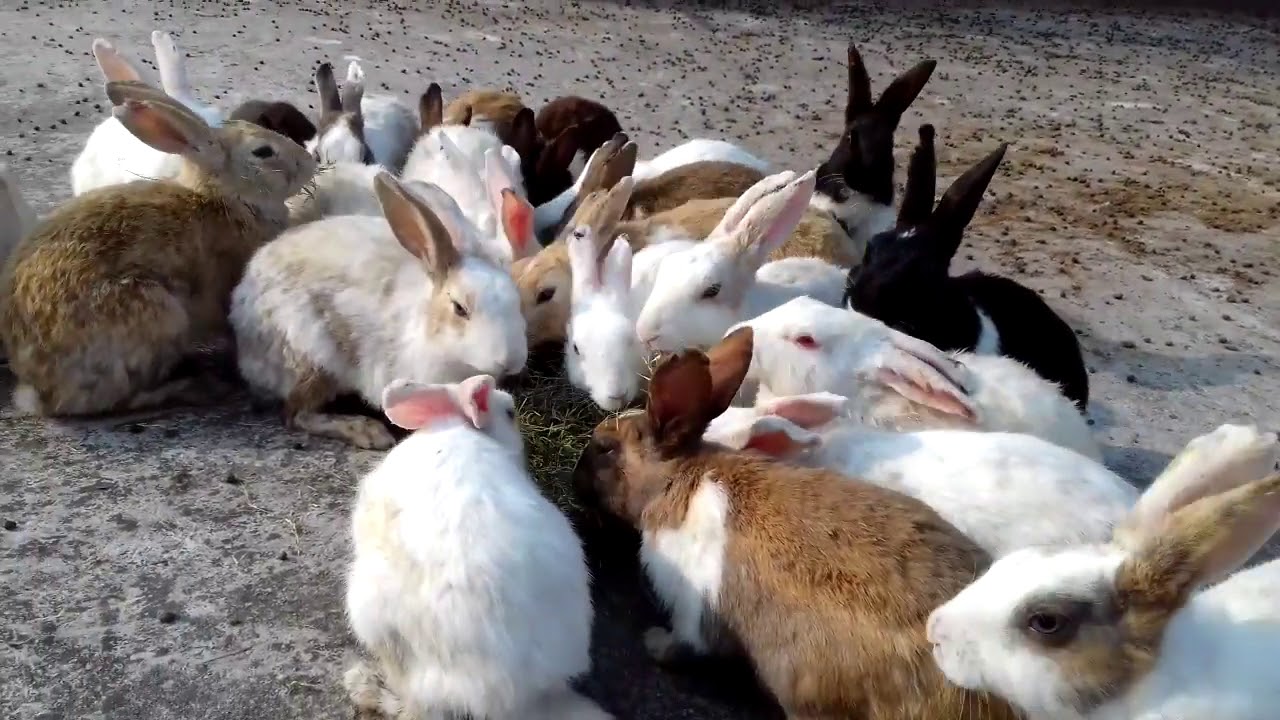 Meet My All Coloured Rabbit - YouTube