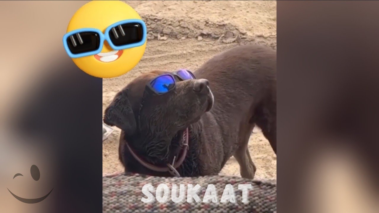 Vídeos de risa y momentos graciosos/ 10 minutos de risa 😹 - YouTube