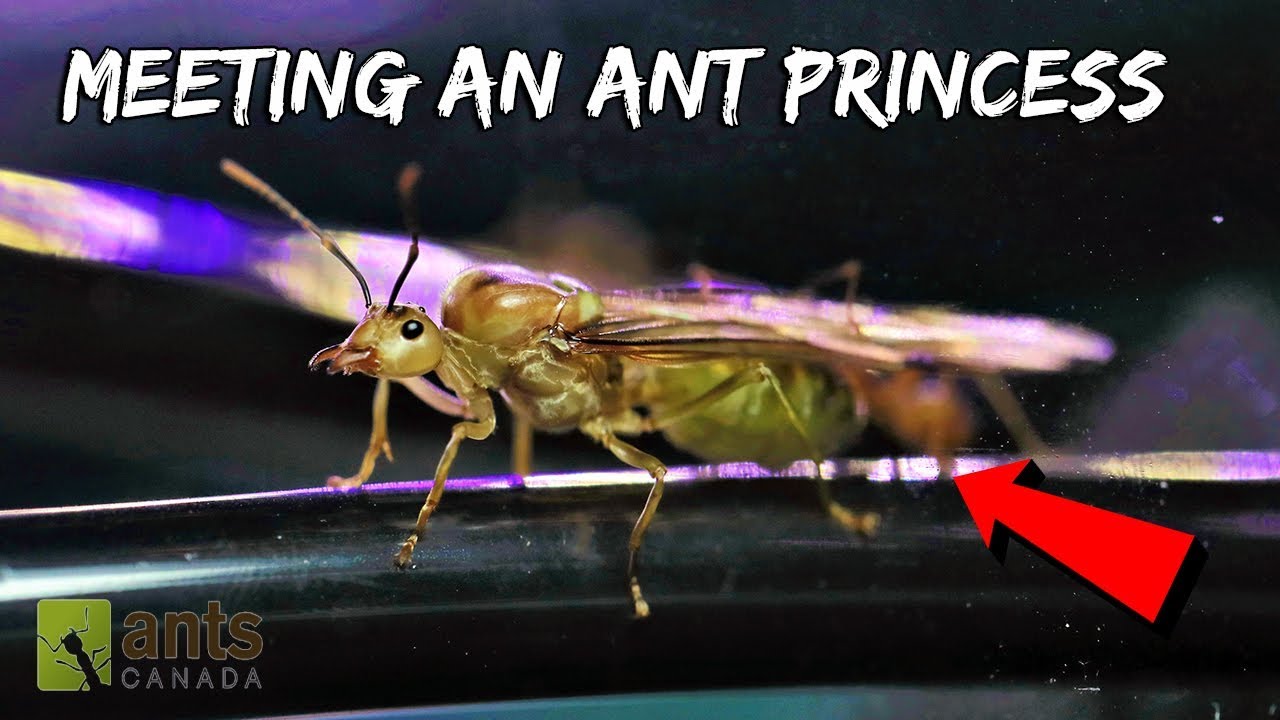 The Craziest Thing I've Ever Done in My Life - YouTube