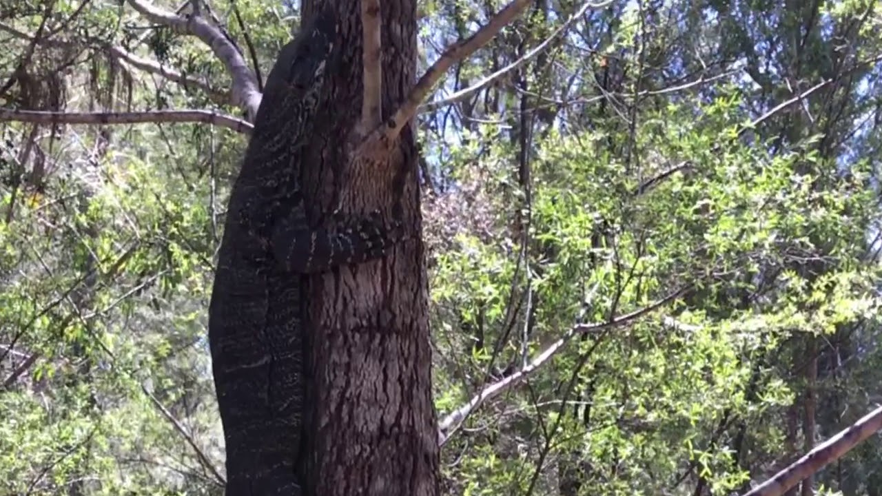 Goanna climbing up a tree - YouTube