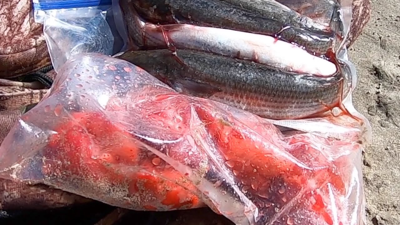 Mullet Vs Chicken, Fishing For Catfish - YouTube